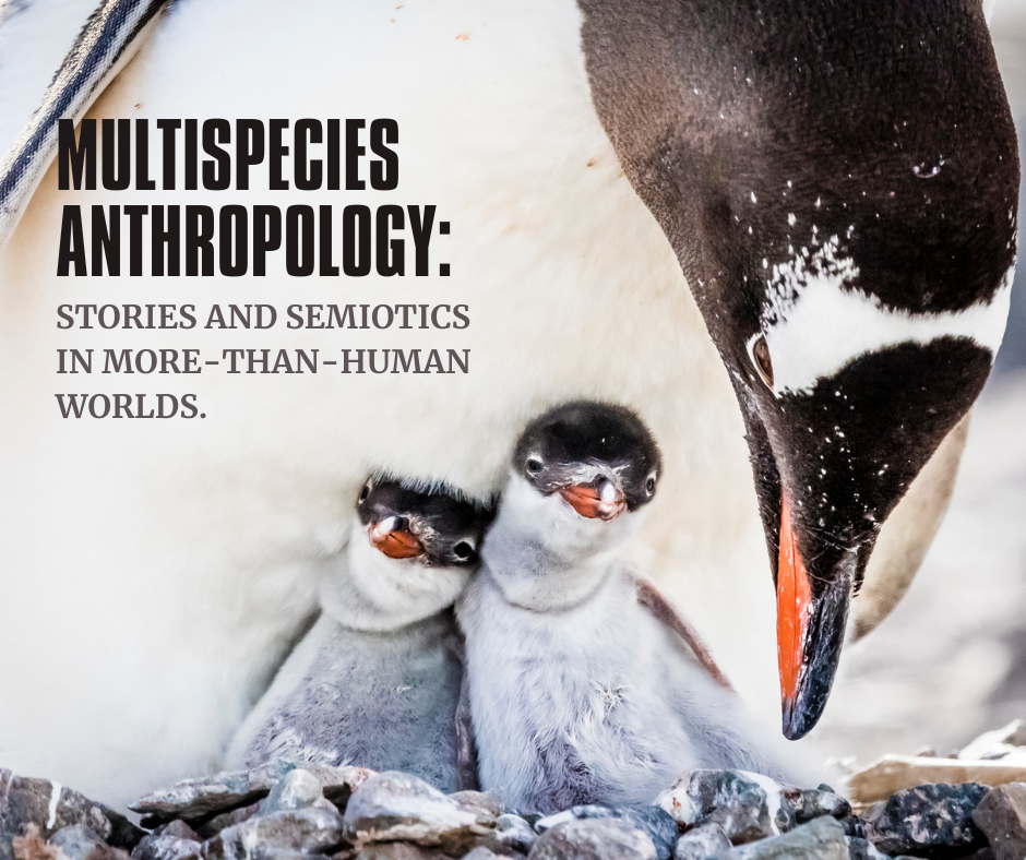 Multispecies Anthropology: Stories and Semiotics in More-Than-Human ...
