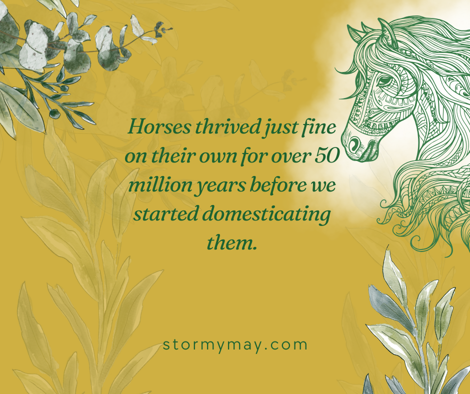 Horses Managed Just Fine Without Us — What Can We Learn? | by Stormy ...