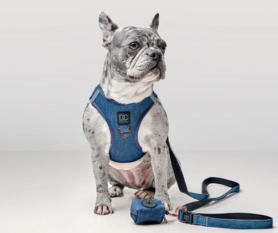 Best Dog Accessories for Active and Outdoor-Loving Pets | by Benny ...