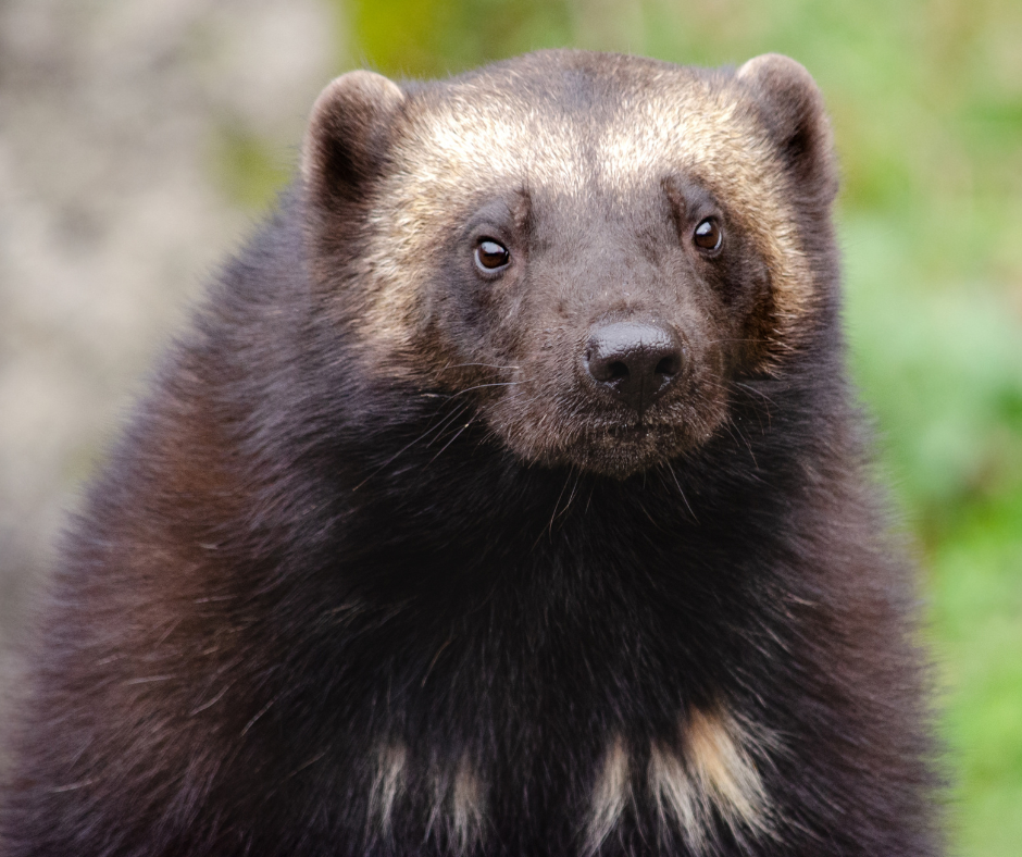 Wolverine Animal Png