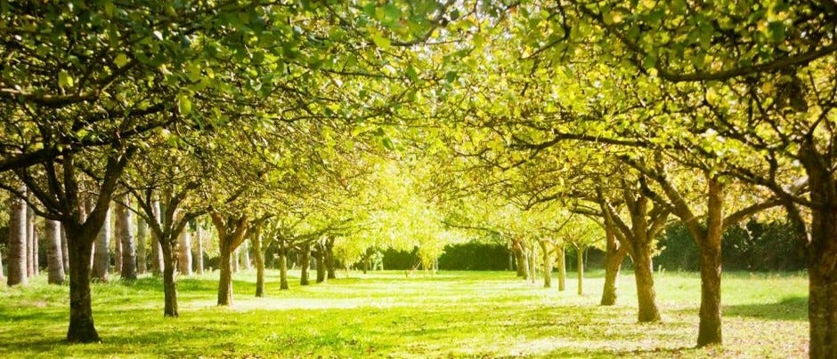 How many trees does it take to produce oxygen for one person? | by ...