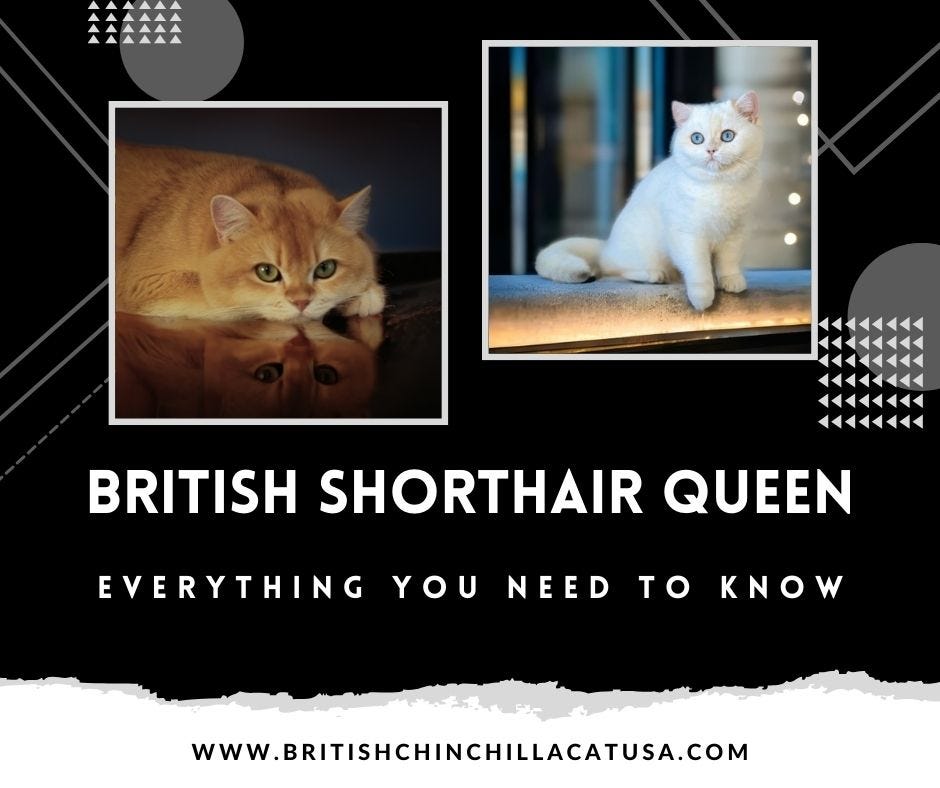 How to Choose Adopting Shorthair Cat Breeds | by Cattery Golden Summit ...