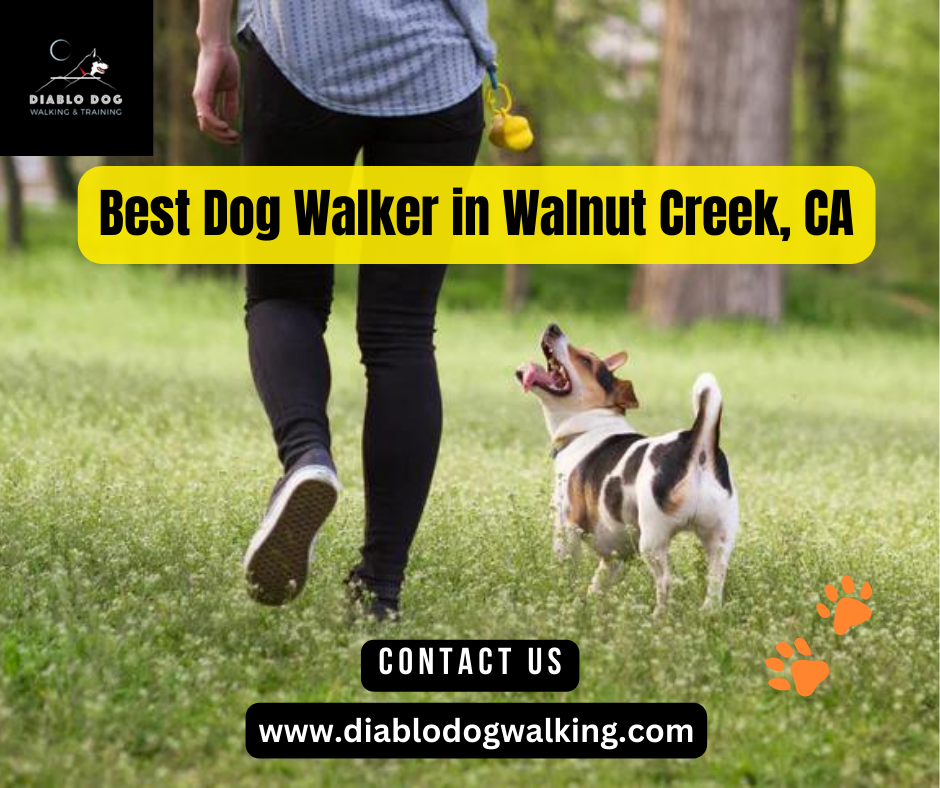 Best Dog Walker in Walnut Creek, CA - Diablo Dog Walking & Training ...