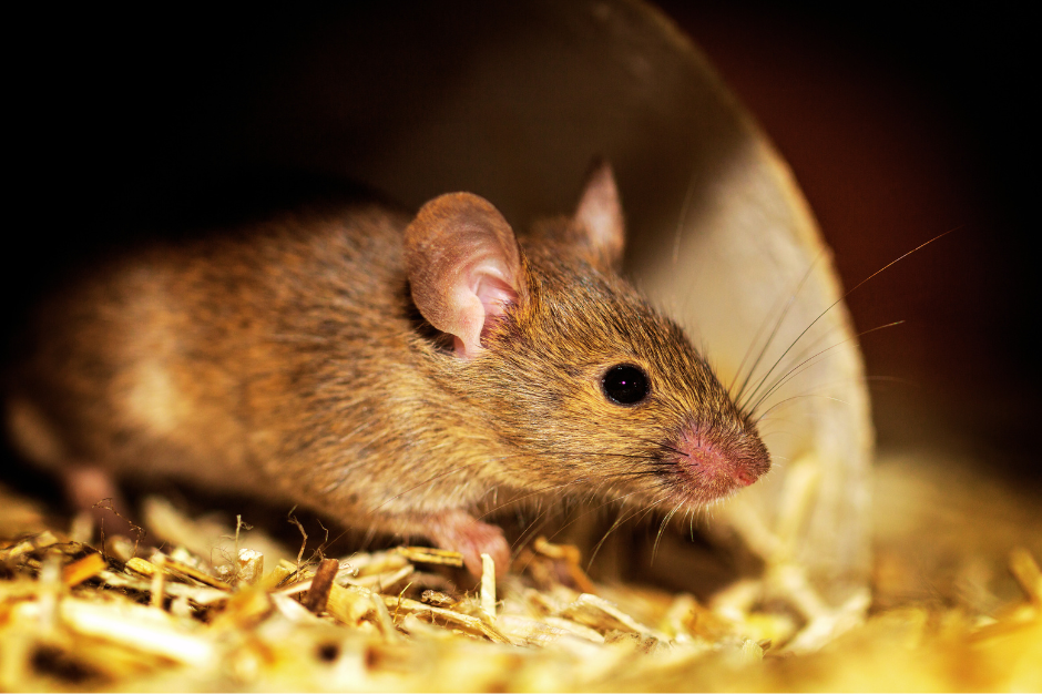 How a Sneaky Little Mouse Made Itself a Winter Home in My Car | by ...