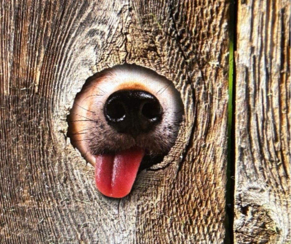 Hank’s Knothole Nose. A dog-park adventure | by Gary L Ellis | Medium