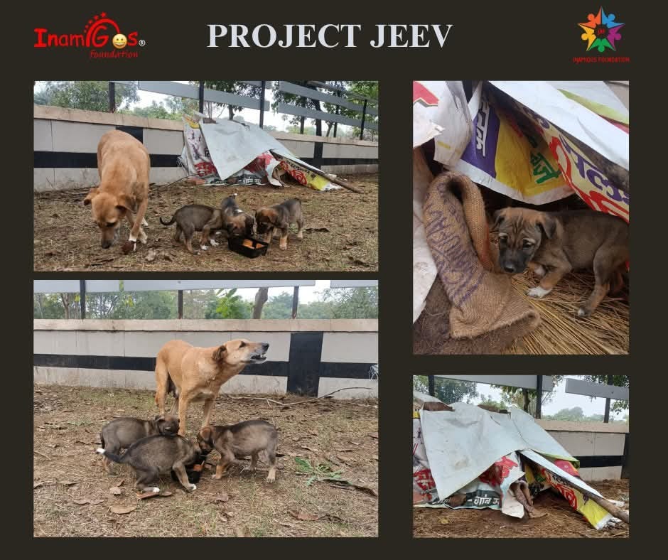 Project Jeev: Where every meal brings happiness! | by Aleena Siddiqui ...