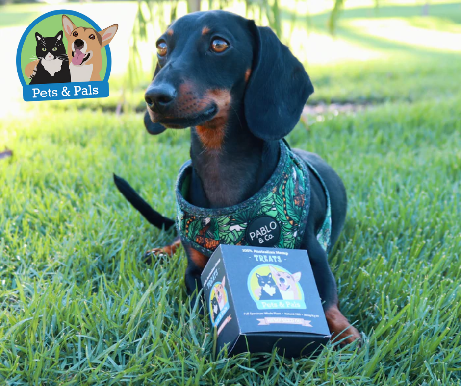 Benefits and Uses of Australian Hemp Pets & Pals Treat For Bringing Wealth to Your Pets | by ...