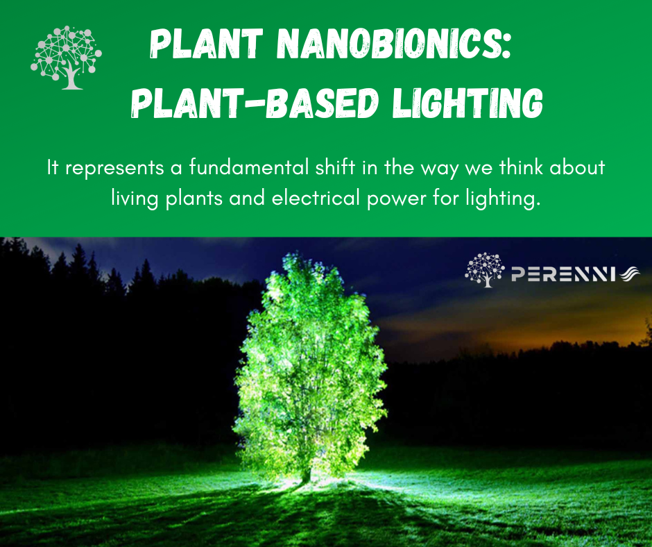 “Plant Nanobionics: Plant-based lighting” | by Perennis Network | Medium