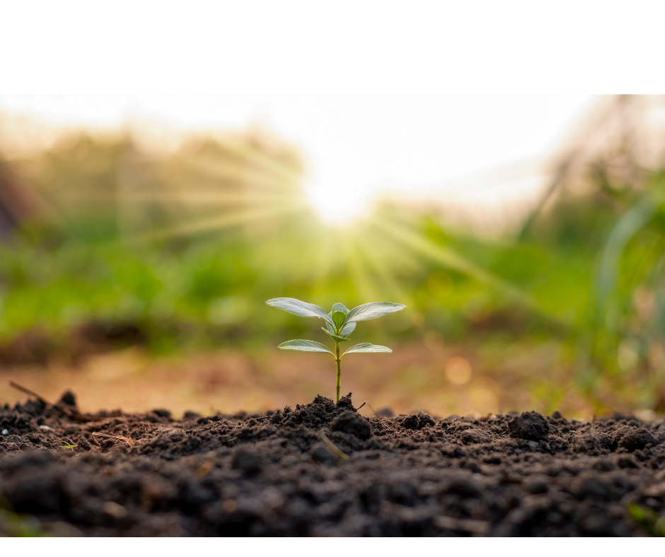 Soil: Building a Rich, Organic Canvas for Every Succesful Garden | by ...