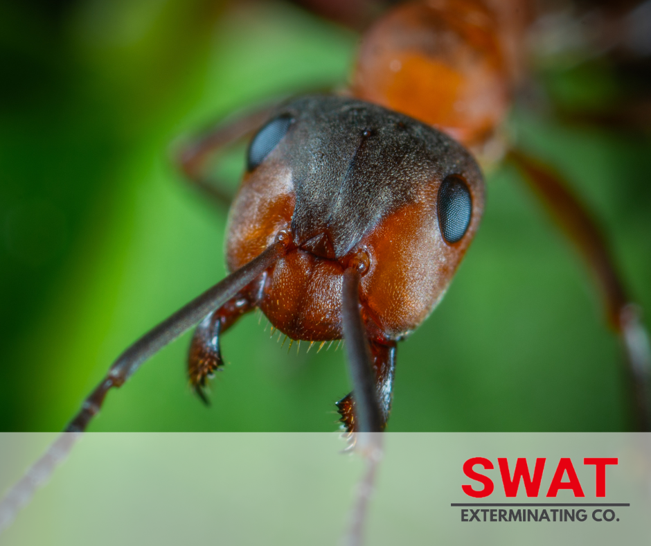 Florida is home to many different pests that can damage or destroy your ...