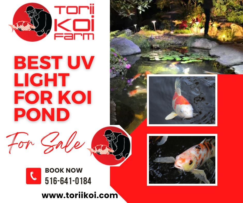 Best UV Light For Koi Pond For Sale | Torii Koi Farm - Torii koi - Medium