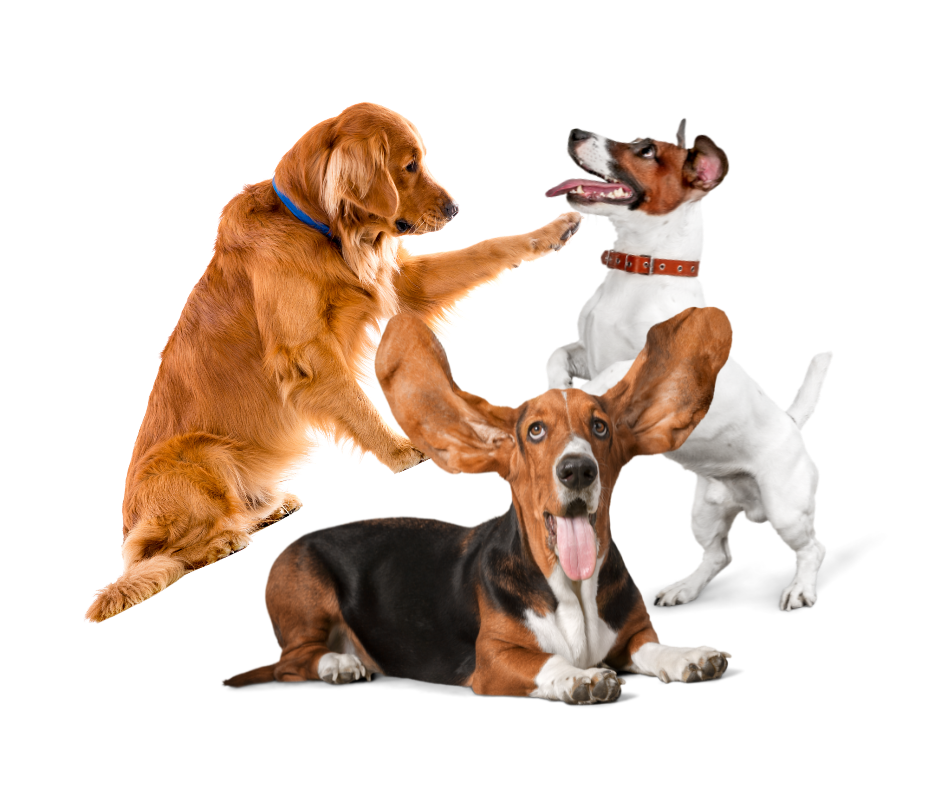3 Things About Dogs, I’ll Betcha Didn’t Know 🐶 - The Daily Cuppa - Medium