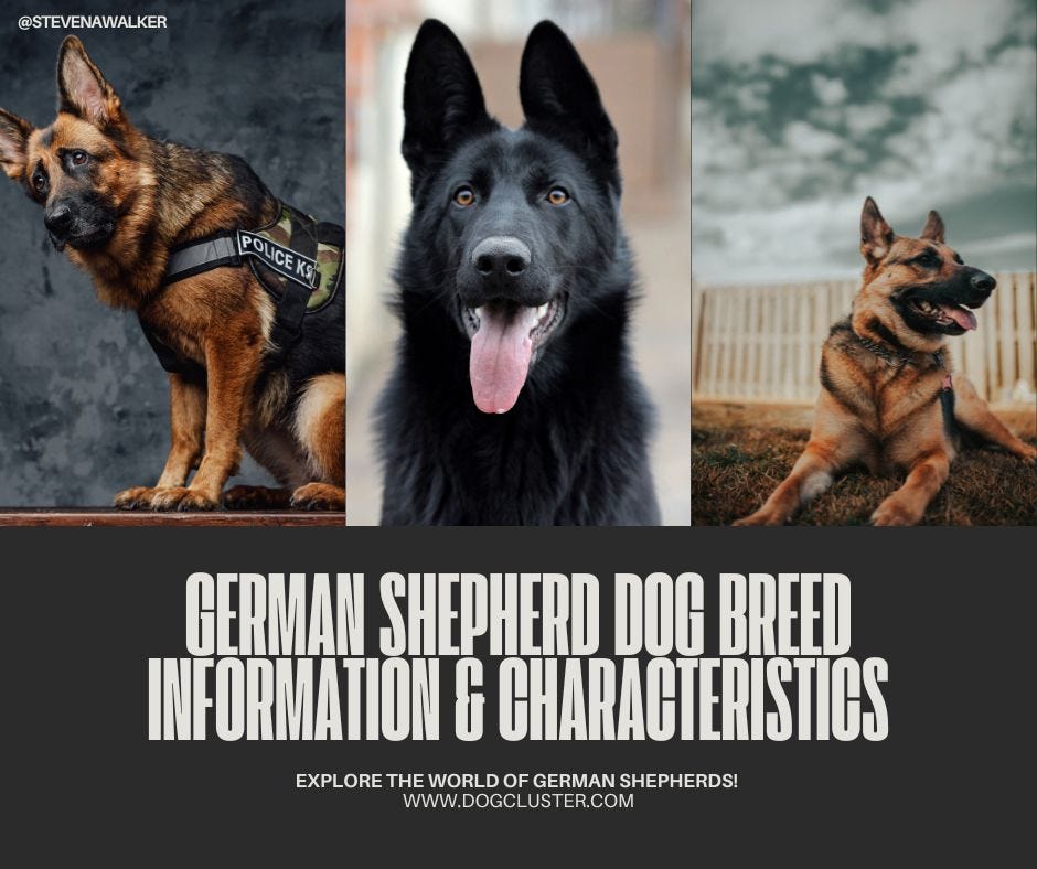 German Shepherd Dog Breed Information & Characteristics | by ...