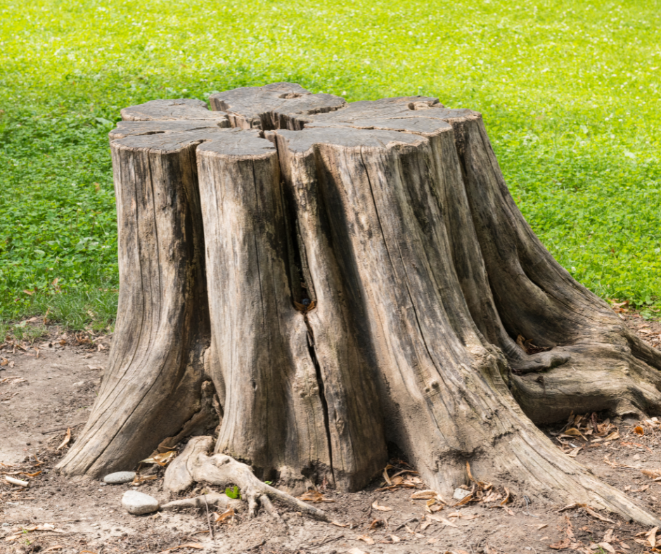 The Dos and Don’ts of DIY Tree Care | by Oath keepers tree care | Mar ...