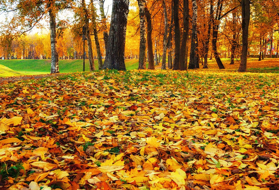 4 Fall Diffuser Blends that aren’t Pumpkin Spice | by Lindsey Elmore ...