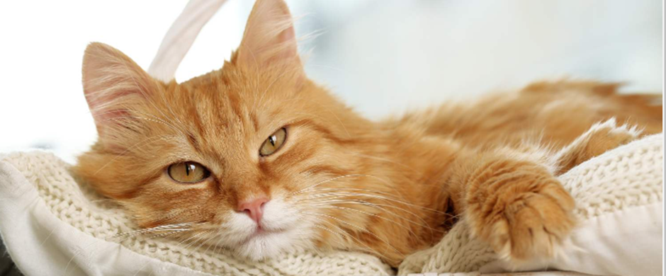 “Lessons from a Feline Friend: A Paw-some Awakening!” | by Jassila ...