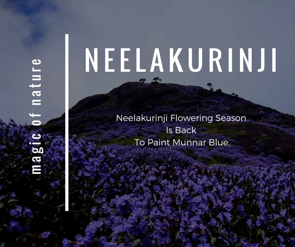 MAGIC OF NATURE — NEELAKURINJI.. As the Neelakurinji is all set to ...