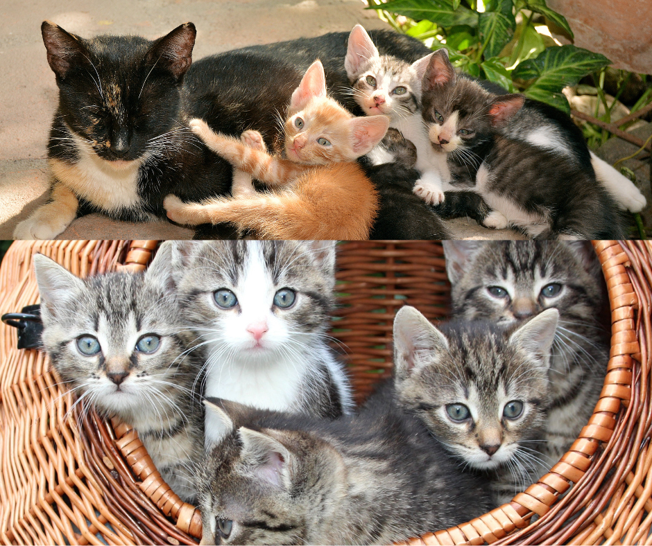 What About Childless Cat Ladies? | Medium