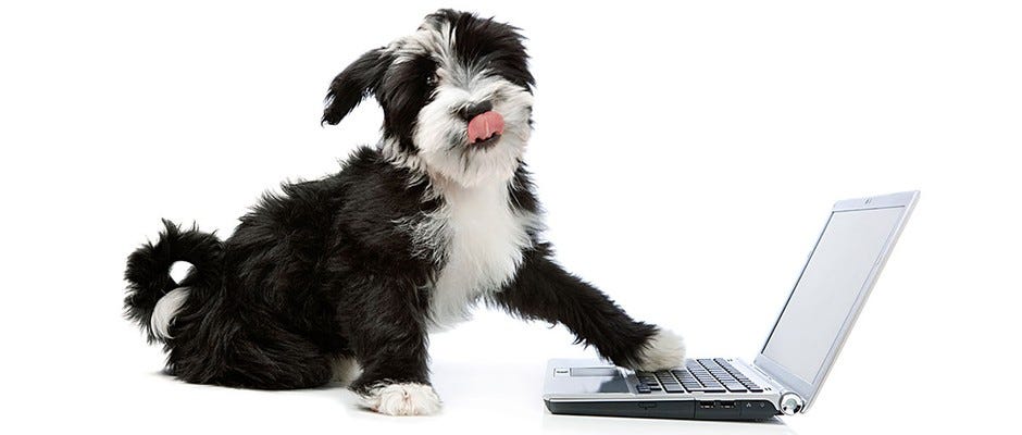 How to teach your dog ChatGPT.. What if your dog could be a know-it-all ...
