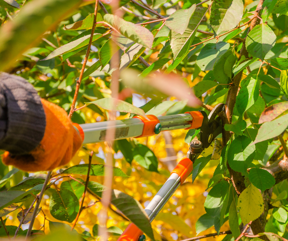 Best Practices for Shaping and Promoting Tree Health | by Smith's Tree ...
