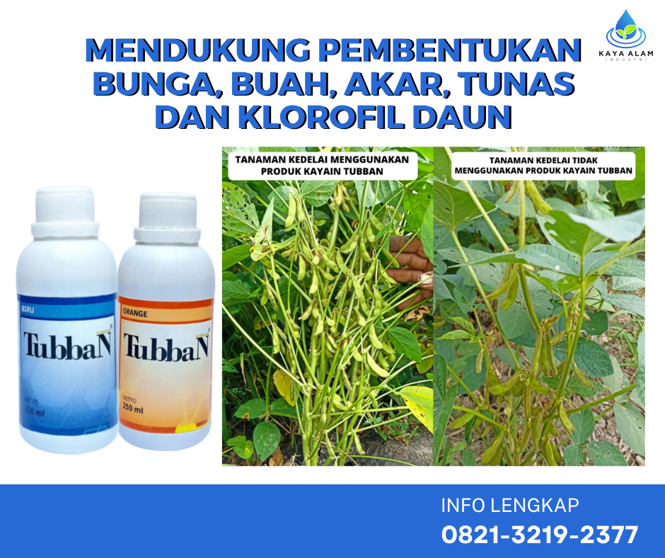 PUPUK KAYAIN TUBBAN - Kayain Tubban - Medium PUPUK KAYAIN TUBBAN - Kayain Tubban - Medium