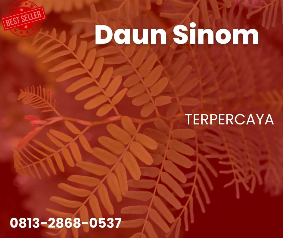 Pusat Budidaya Herbal Daun Sinom Asam Jawa Segar 250 Gram Obat Herbal ...