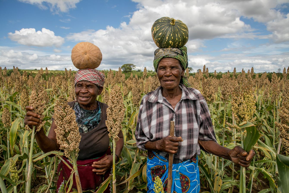 Zimbabwe: Small grains, big gains | by Kajal Premnath | World Food ...
