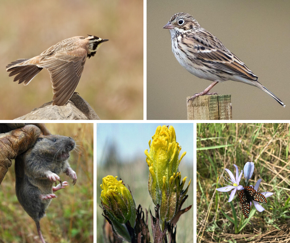 Restoring prairie habitat at the Scatter Creek Wildlife Area | by The ...