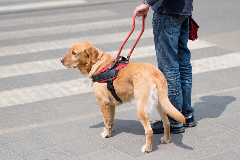 Guide Dog and Low Vision: Friend of Hope | by Zoomax-Living with Low ...
