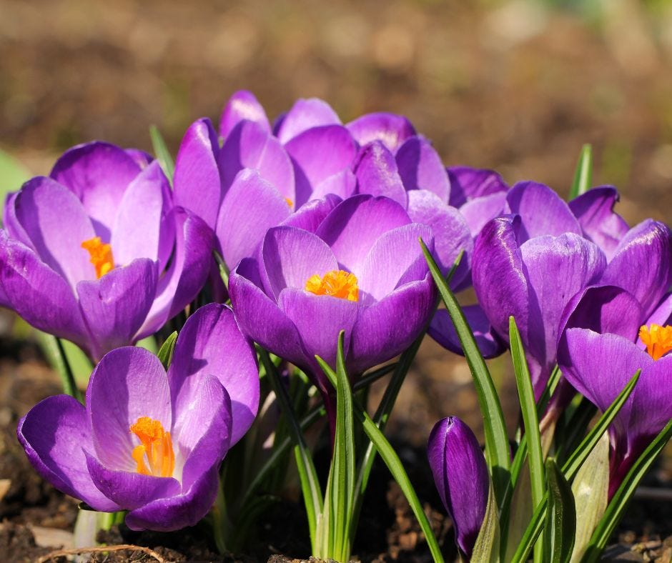 Some Fun Facts About Crocuses of Spring - The Daily Cuppa - Medium