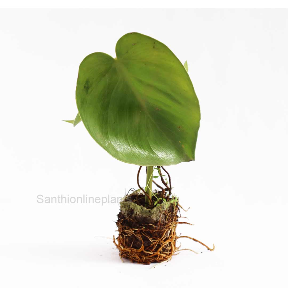 PHILODENDRON - santhi santhi - Medium