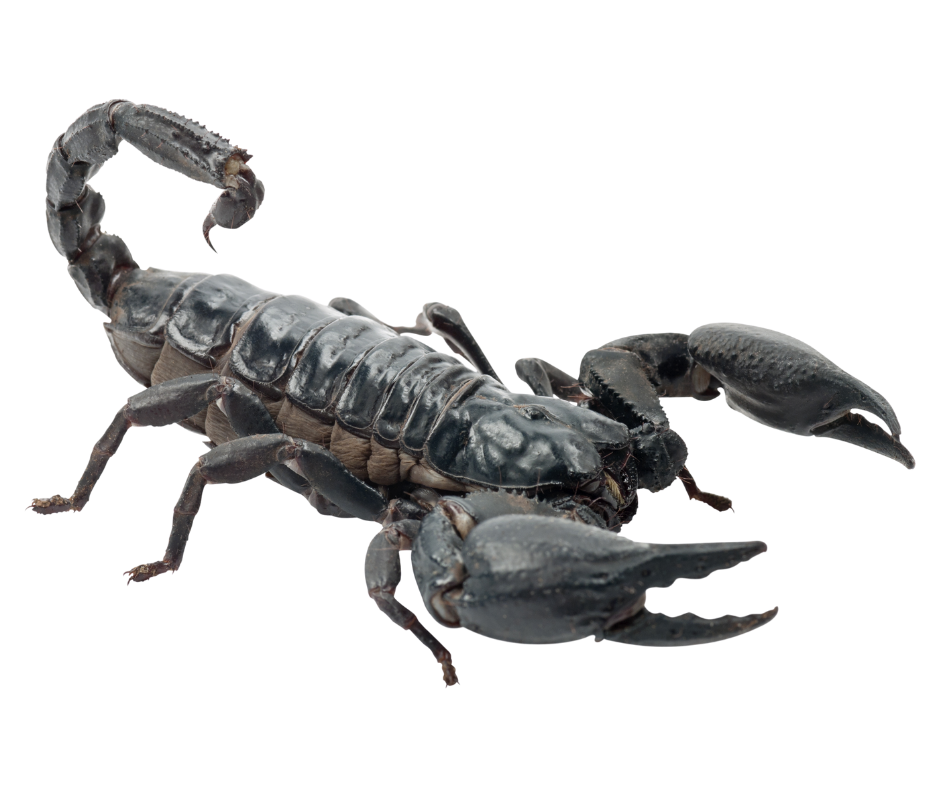 How to Start a Scorpion Venom Farm in 2026 — A Software Engineer’s ...