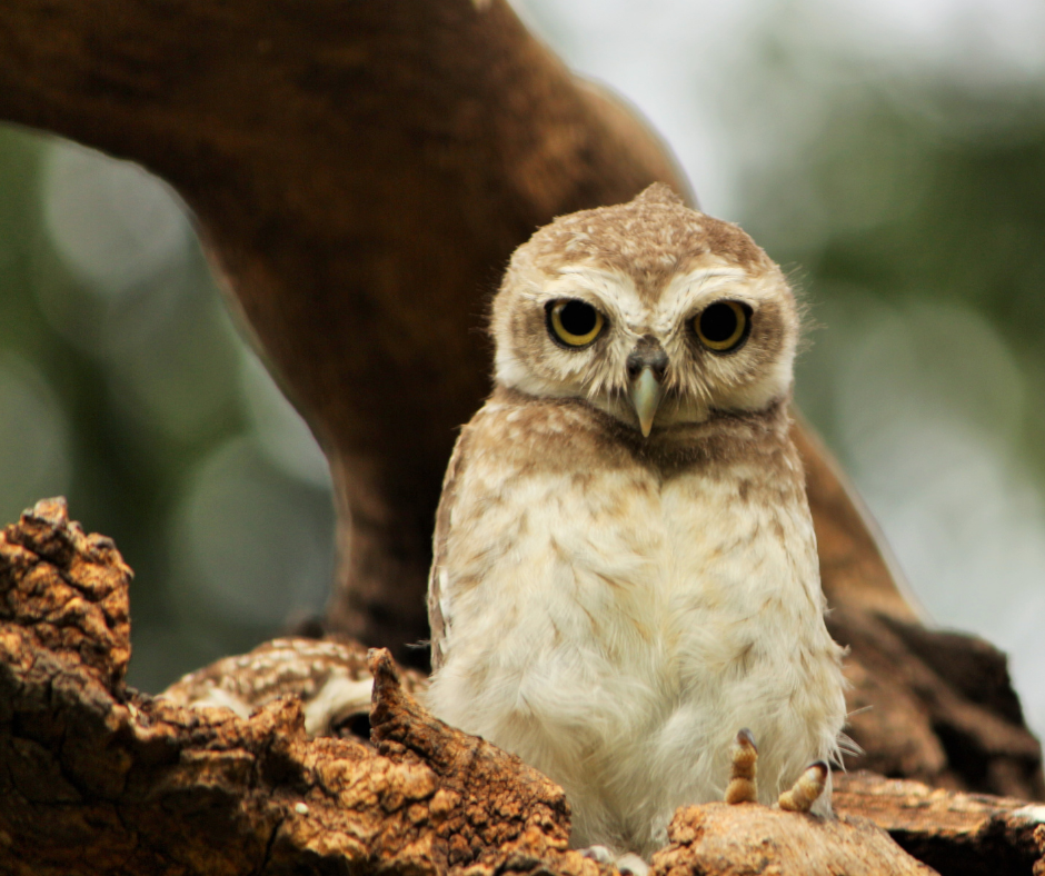 Ollie Owl and theWhoooooo!. Drabble #242 | Sample | by Nancy Oglesby ...