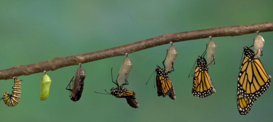 “Healing Metamorphosis — Your Evolutionary Upgrade!” | by Jassila ...