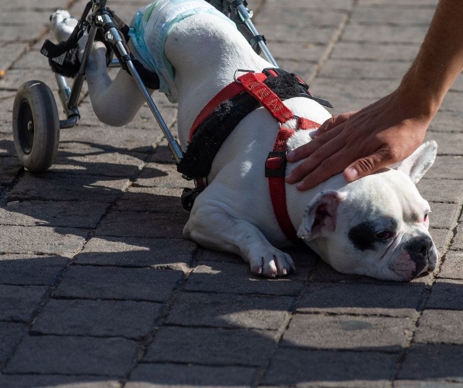 Dealing With a Paralyzed Dog. The simple truth is that pets can… | by ...