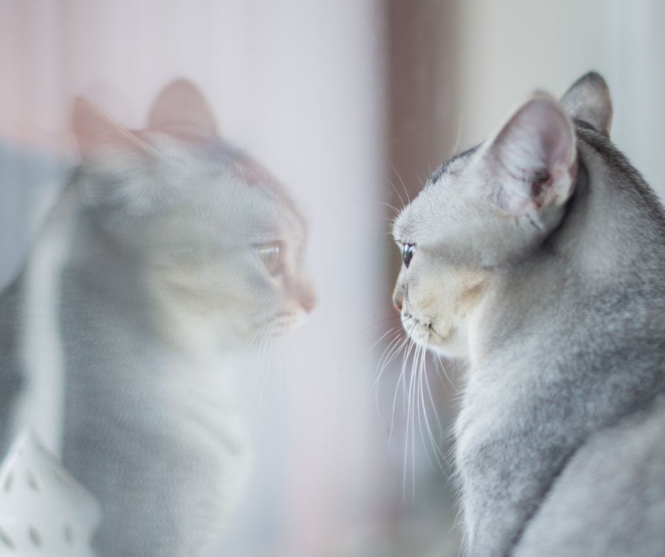 Embarrassing Mirror Moments and a Splash of Irony - The Daily Cuppa ...