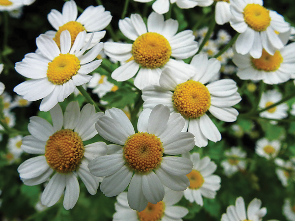 UNLOCKING THE NATURAL MAGIC OF FEVERFEW: YOUR GARDEN’S SECRET HEALER ...