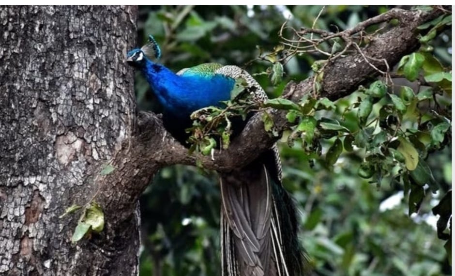 The peacock from Amangarh. A visit of curiosity | by Sharwan Ram | Jan ...