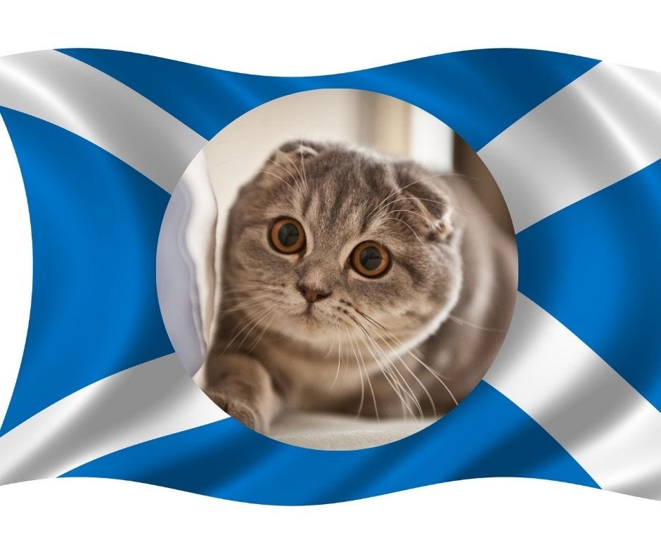 Fun Scottish Slang - The Daily Cuppa - Medium