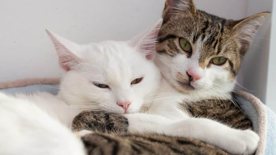 4 facts about cats’ menstruation 🩸, you need to know as a cat mom\dad ...