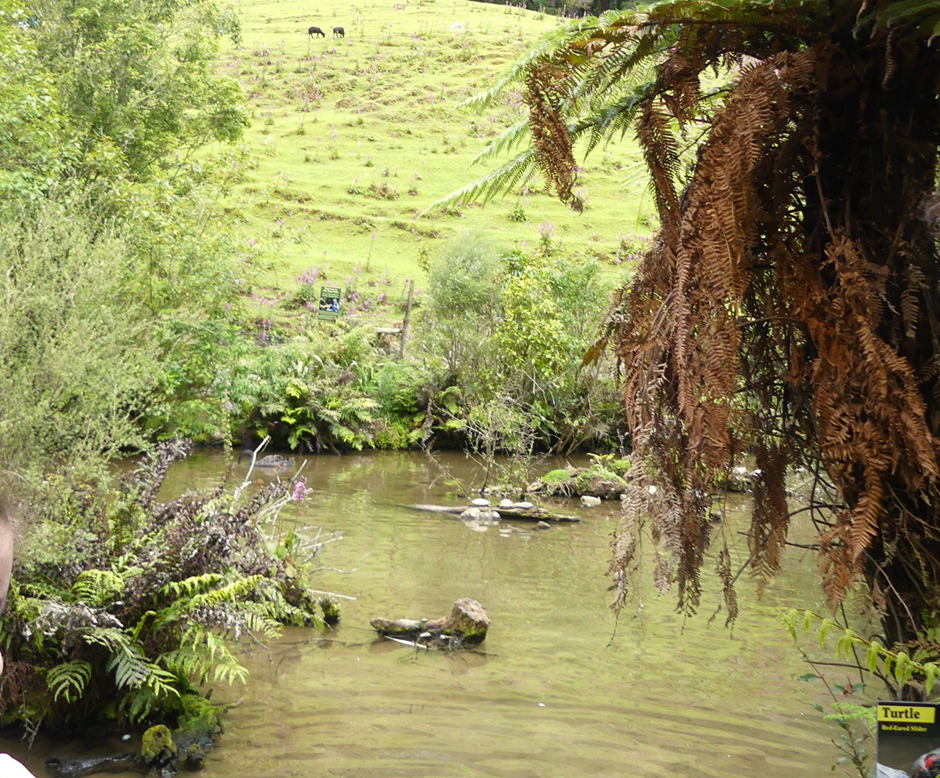 A chaotic, peaceful, but unforgettable wander through Staglands | by ...