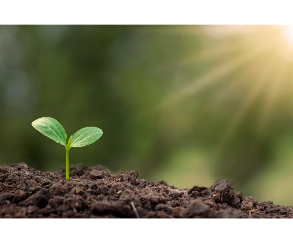 Soil: Building Rich, Organic Soils | by Asia Scudder | Medium