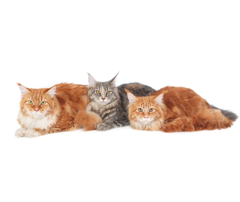 Herding Cats in Your Neurodiverse Relationship (The 3 C’s) | by Laurie Budlong-Morse, LMFT | Medium