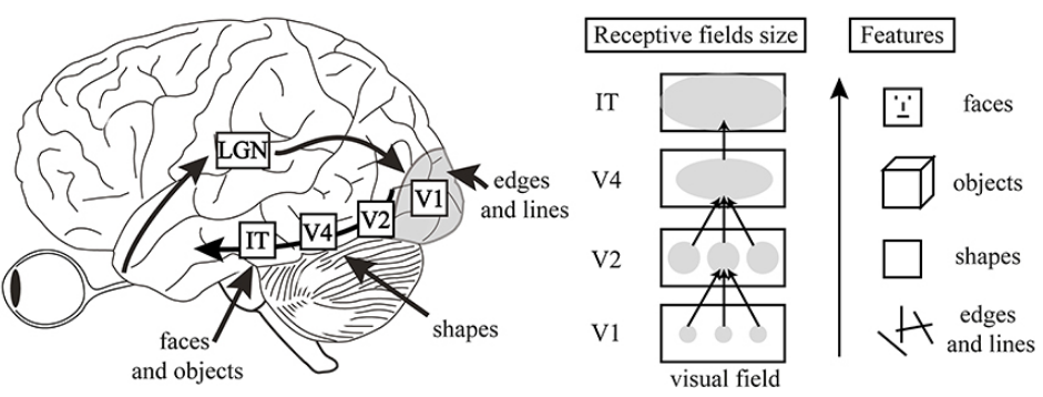 Convolutional Neural Networks in Deep Learning — Explained By A Newbie ...