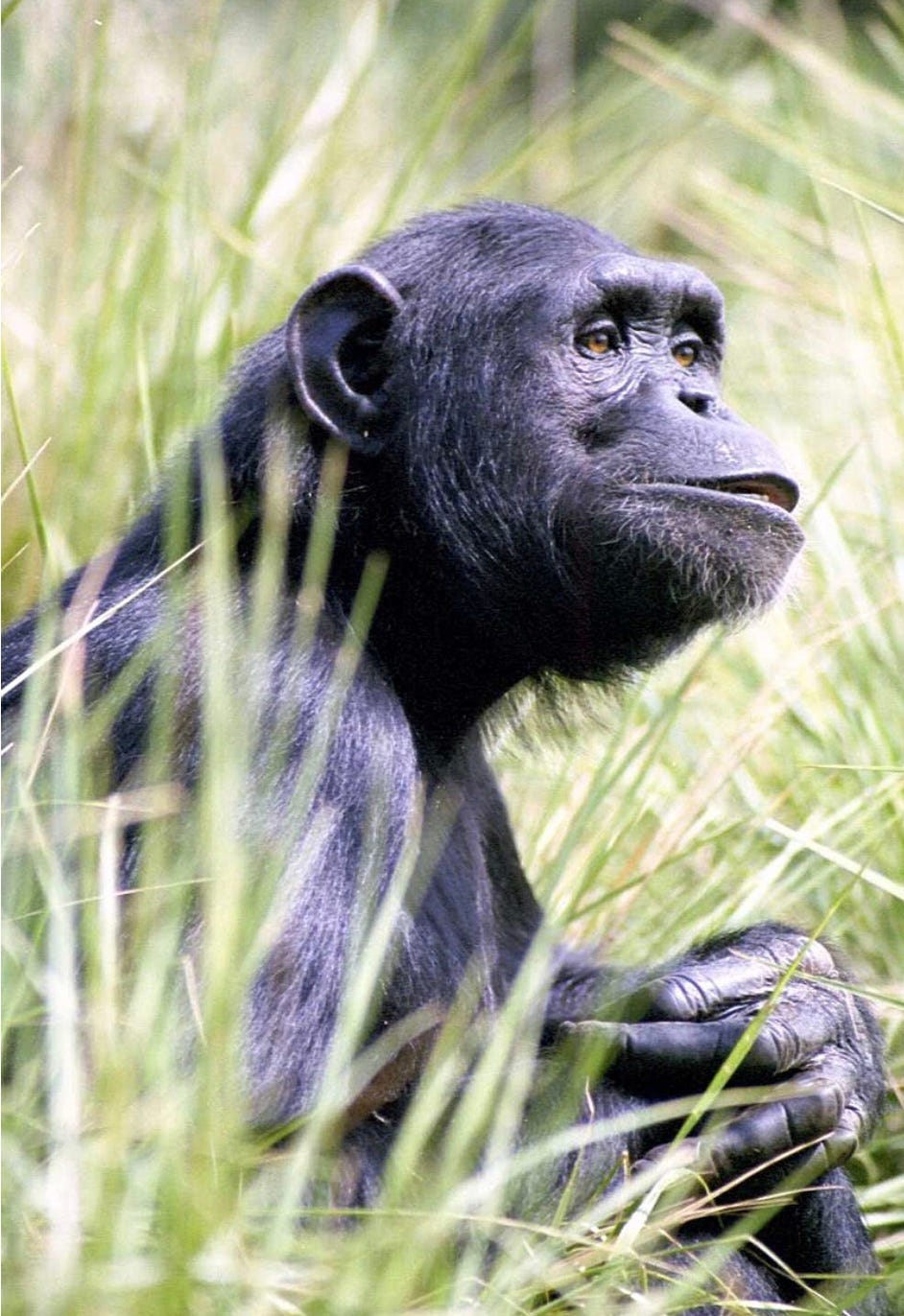 WOUNDA. The chimp started to amble off But… | by Maureen McConaghy ...