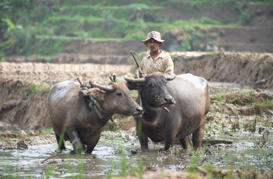 The Invaluable Benefits of Organic Farming for Farmers | by bulkagro ...