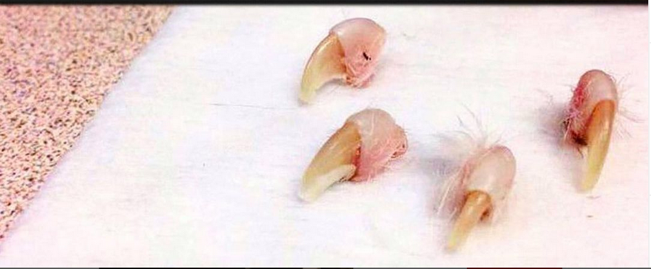 Declawing: what it is and how it’s done!? Know the Truth | by Daniel ...