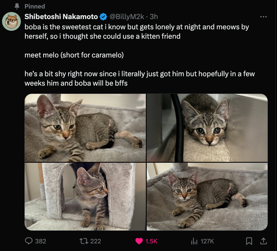Introducing Melo: A New Community-Led Token Inspired by Billym2k’s Cat ...