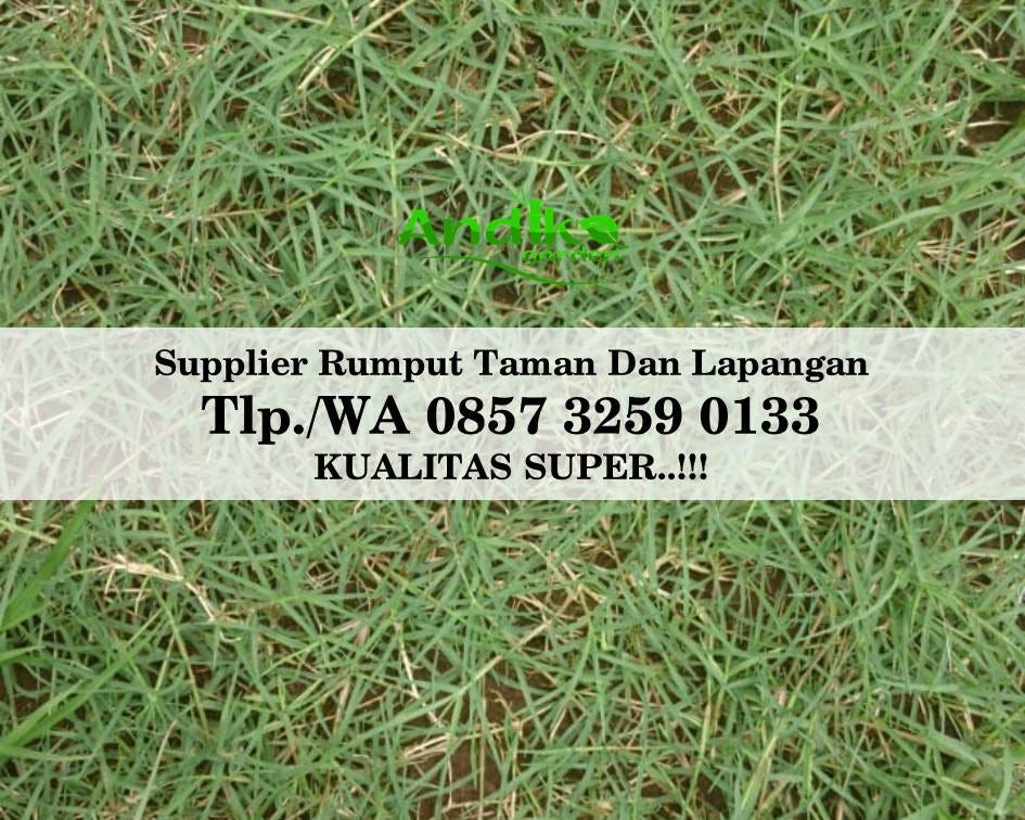 CALL 0857 3259 0133, Tanam Rumput Swiss Banyumas | by Harga Rumput ...