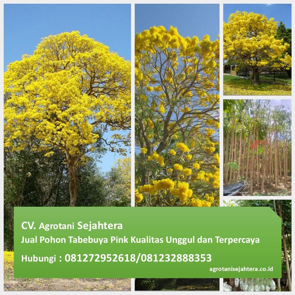Jual Pohon Tabebuya Kuning Kota Kediri Termurah & Beragaransi | by ...